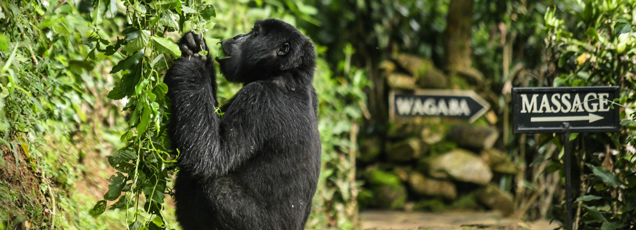 Bwindi Impenetrable National Park | Bench Africa Bwindi Impenetrable National Park | Bench Africa